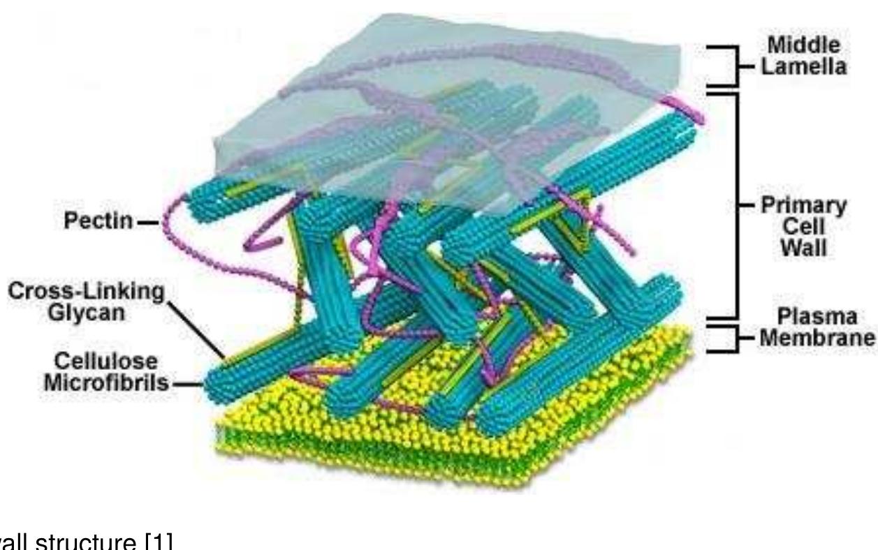 The secondary plant cell wall, which is deposited inside the