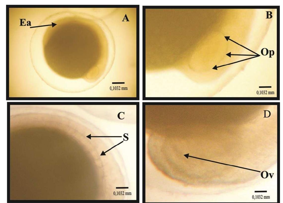 Ure 5. embryonic development of b. splendens during the