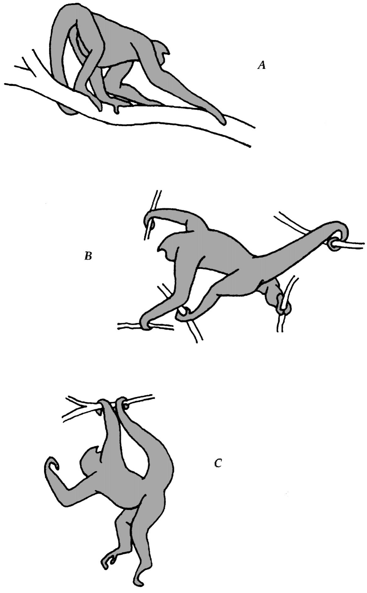 The main locomotor modes of ateles paniscus: (a) quadrupedal