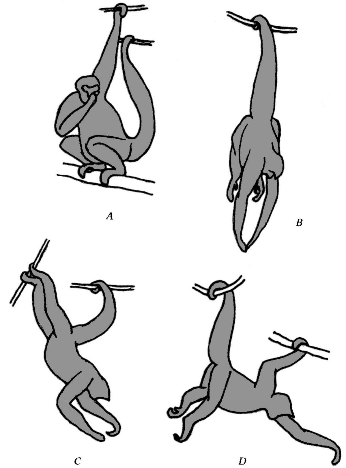 The main feeding postures of ateles paniscus: (a) squat, (b)