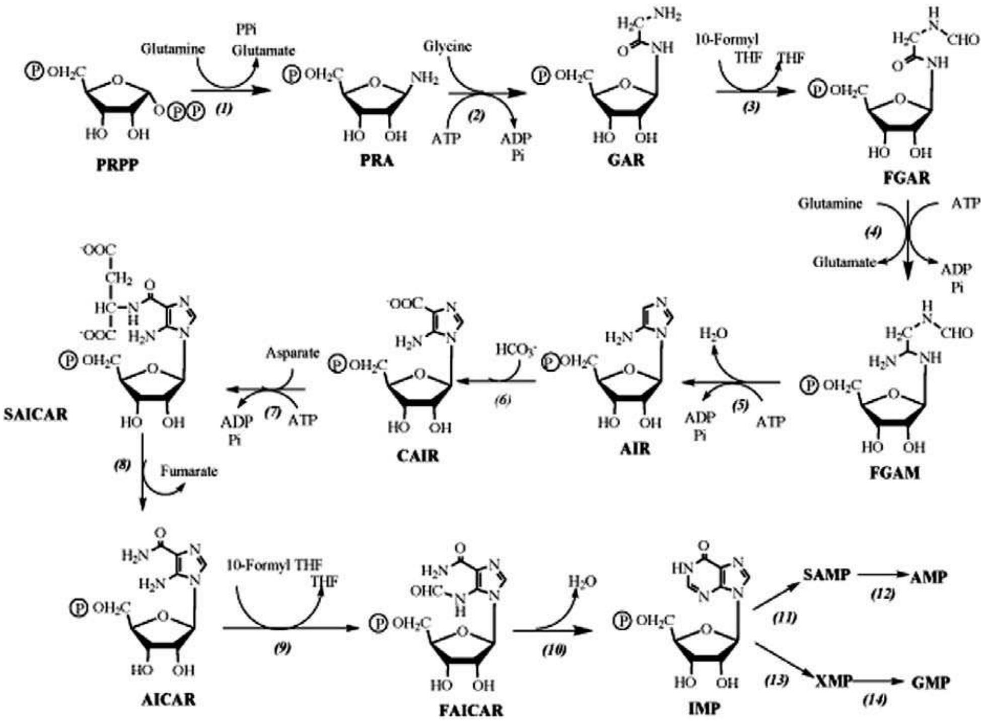 De novo biosynthetic pathway of purine nucleotides in