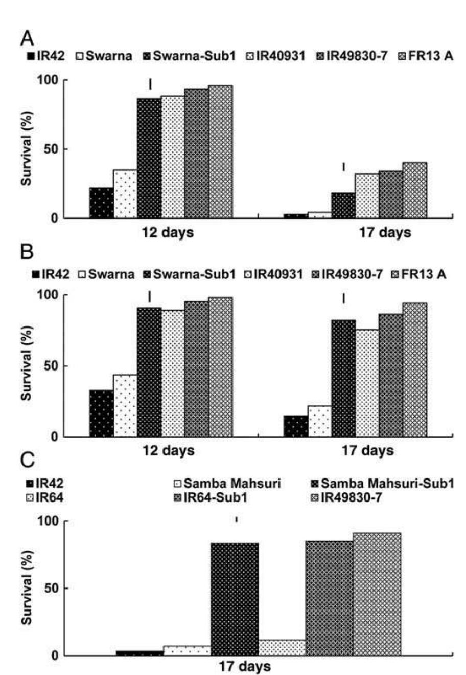 Survival of rice genotypes submerged completely for 12 or 17