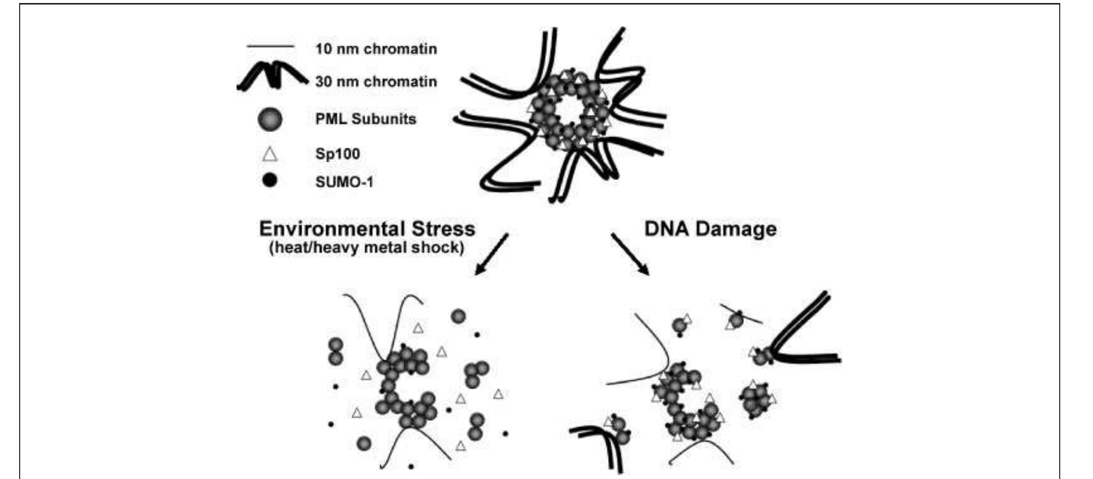 Mechanisms of pml body disassembly in response to cellular