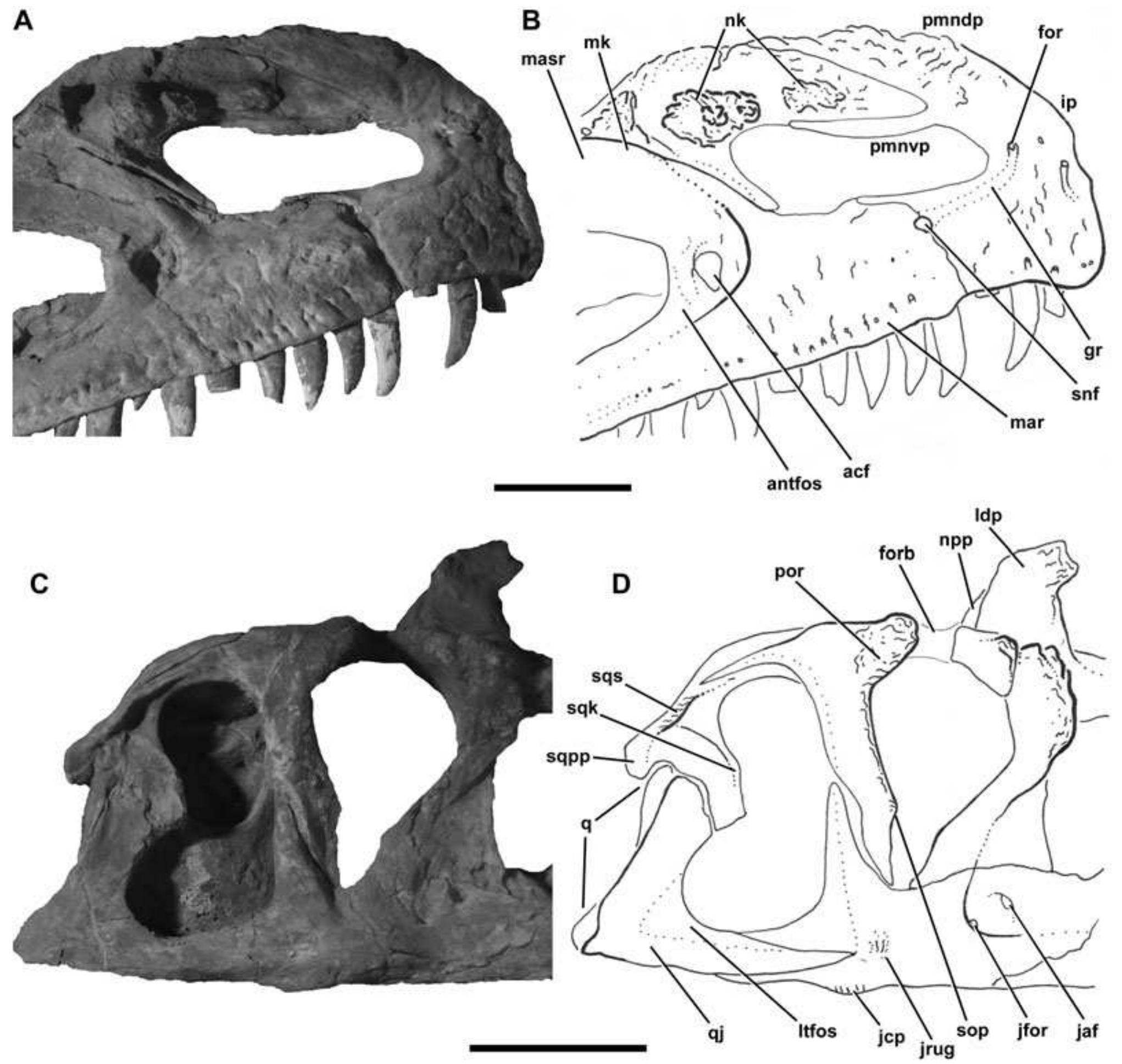 Figure 2 - from The skull of Monolophosaurus jiangi
