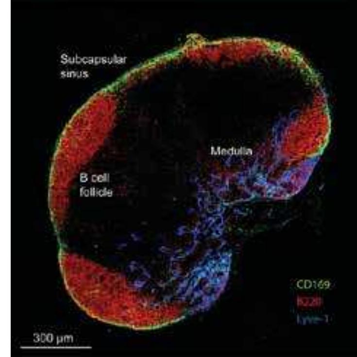 Confocal micrograph of a mouse popliteal lymph node