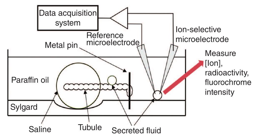 Schematic of the ramsay assay for measurement of malpighian