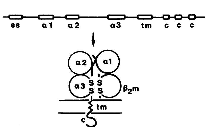Schematic map of the hla region.