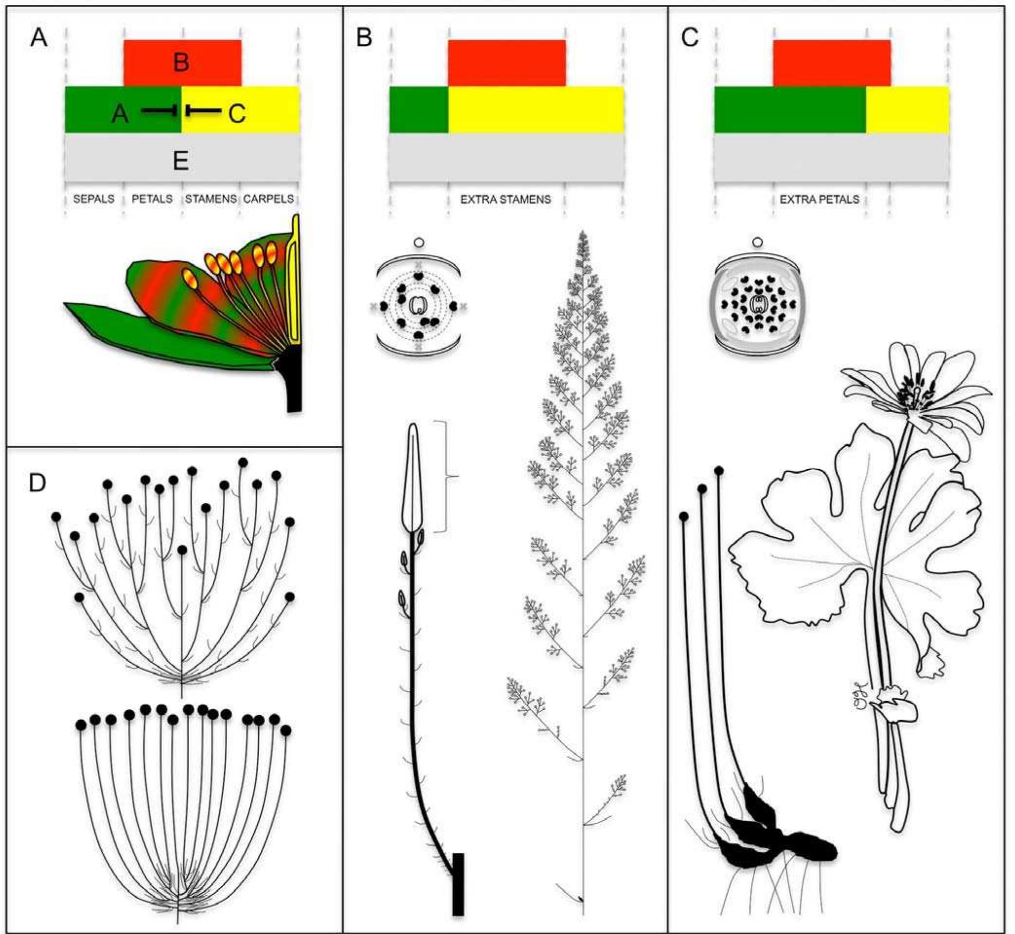 The abce model of floral organ specification. classic (a),