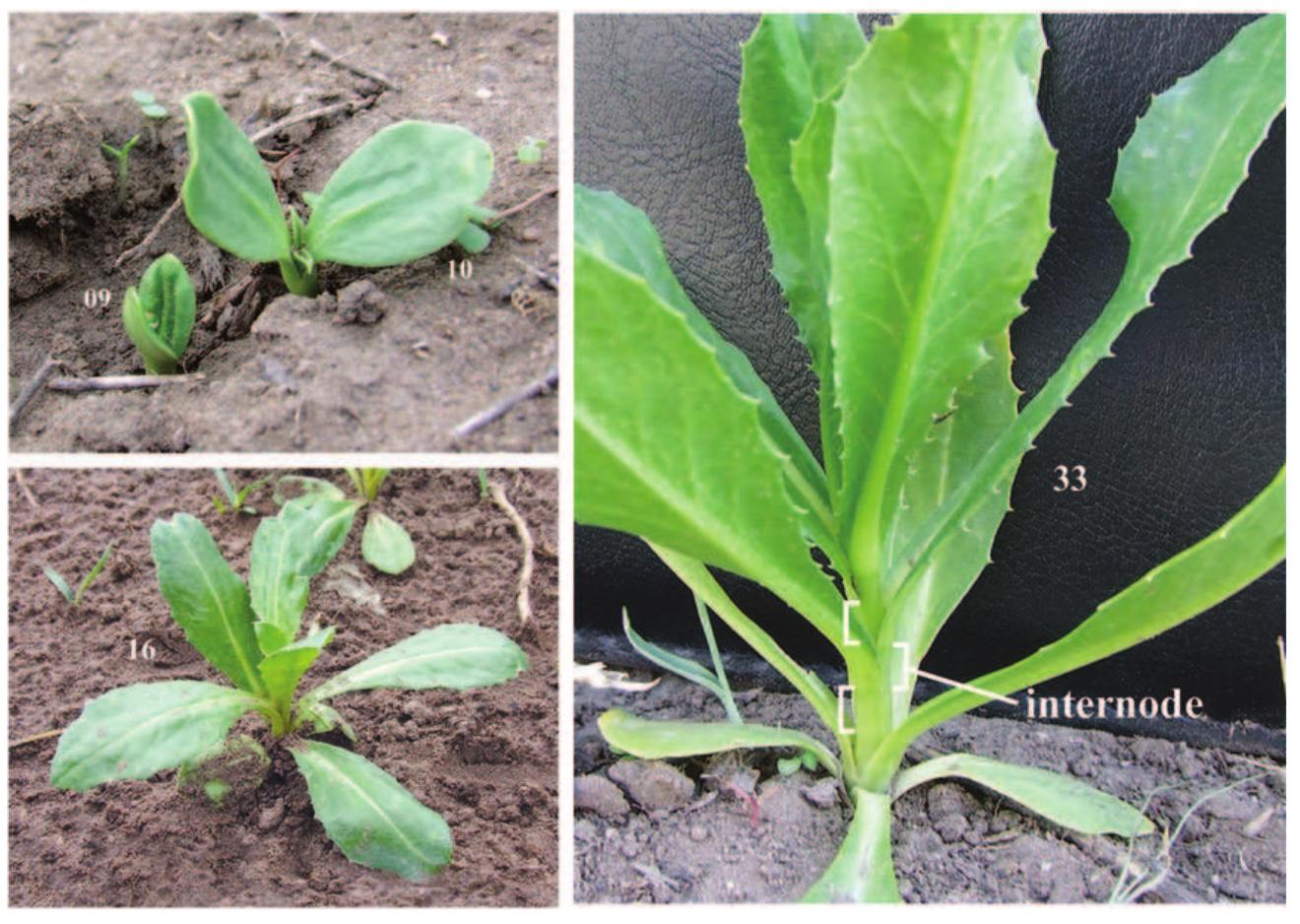 Phenological growth stages of safflower plants. germination: