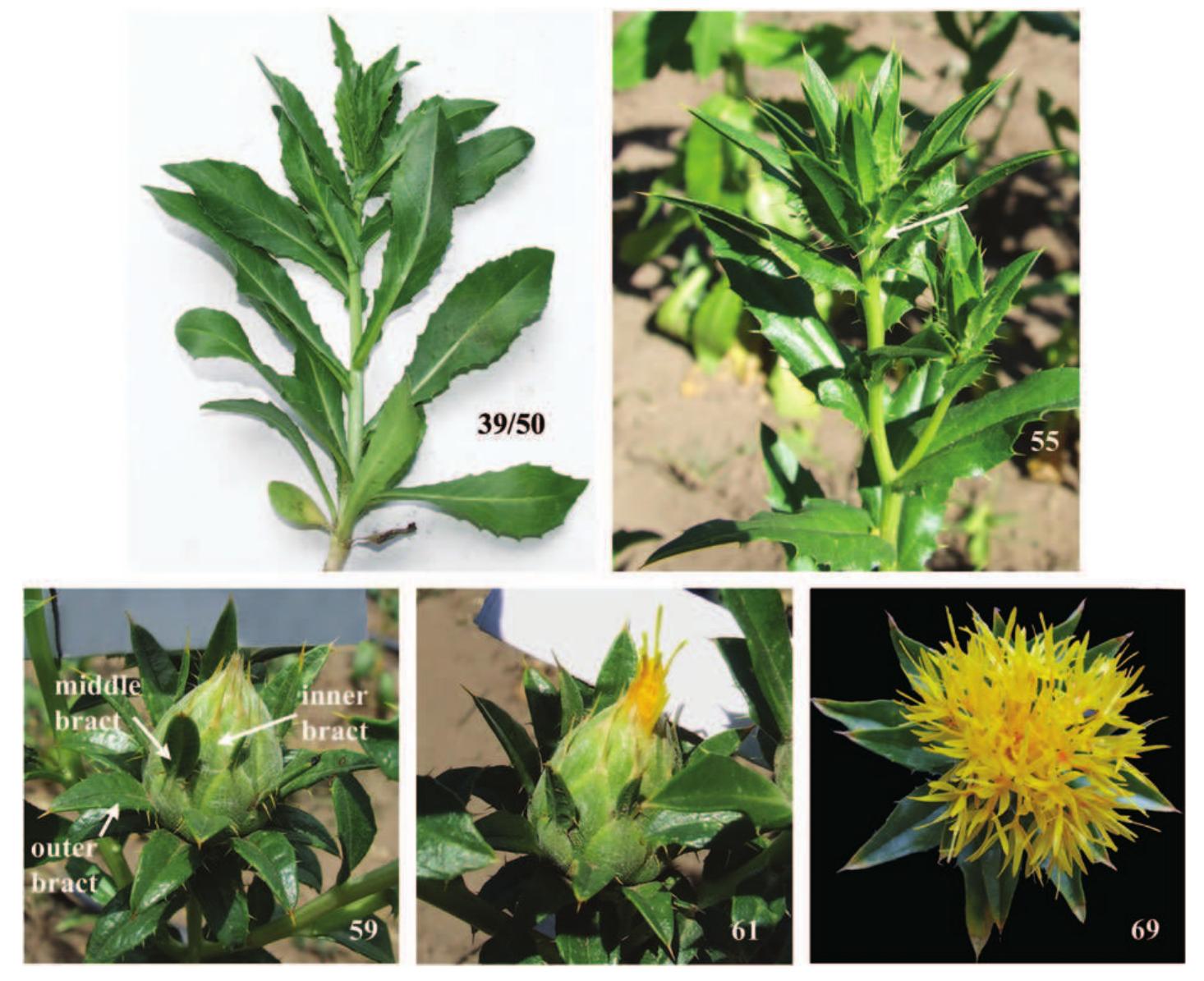 Phenological growth stages of safflower plants. stem