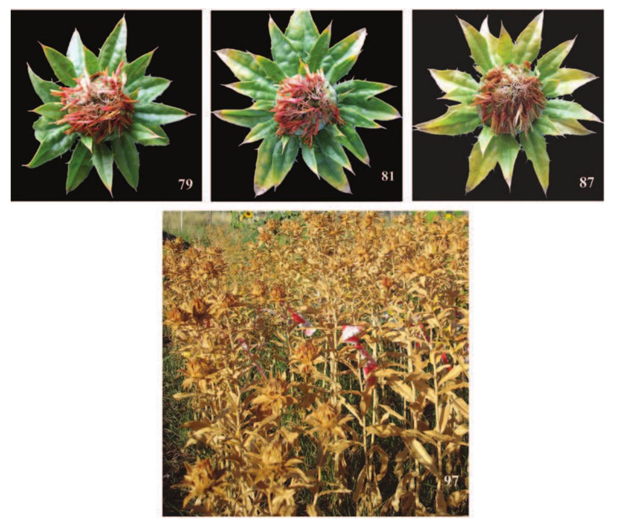 Phenological growth stages of safflower plants. capitulum