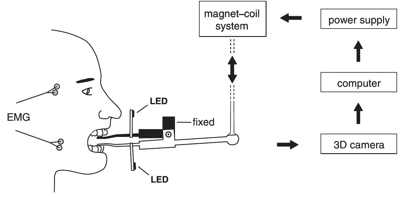 |. experimental setup for external loading of jaw muscles.