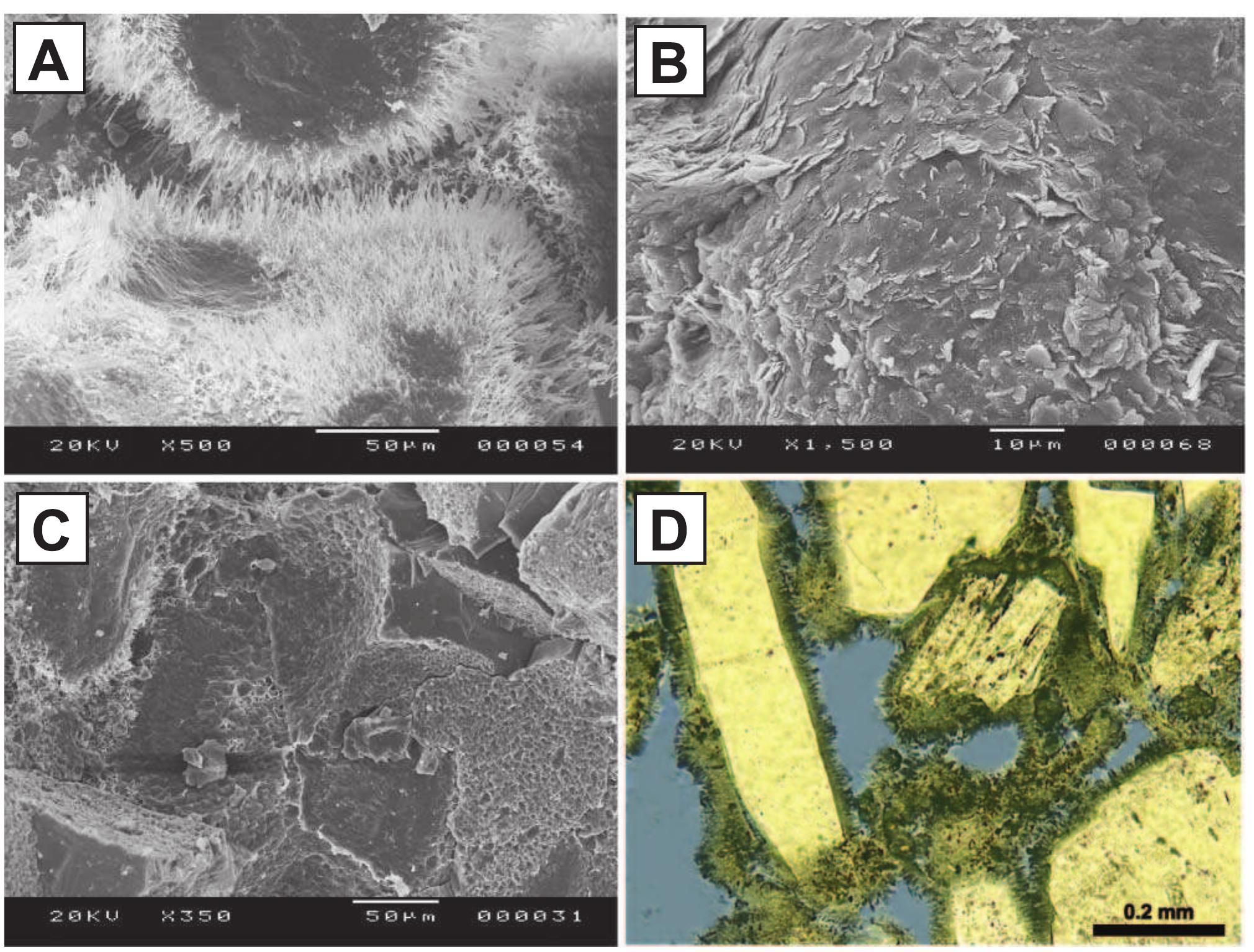 (a) scanning electron microscope (sem) image showing thick
