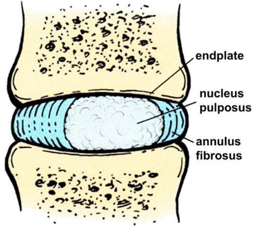 Sagittal diagram showing the anatomy of the lumbar