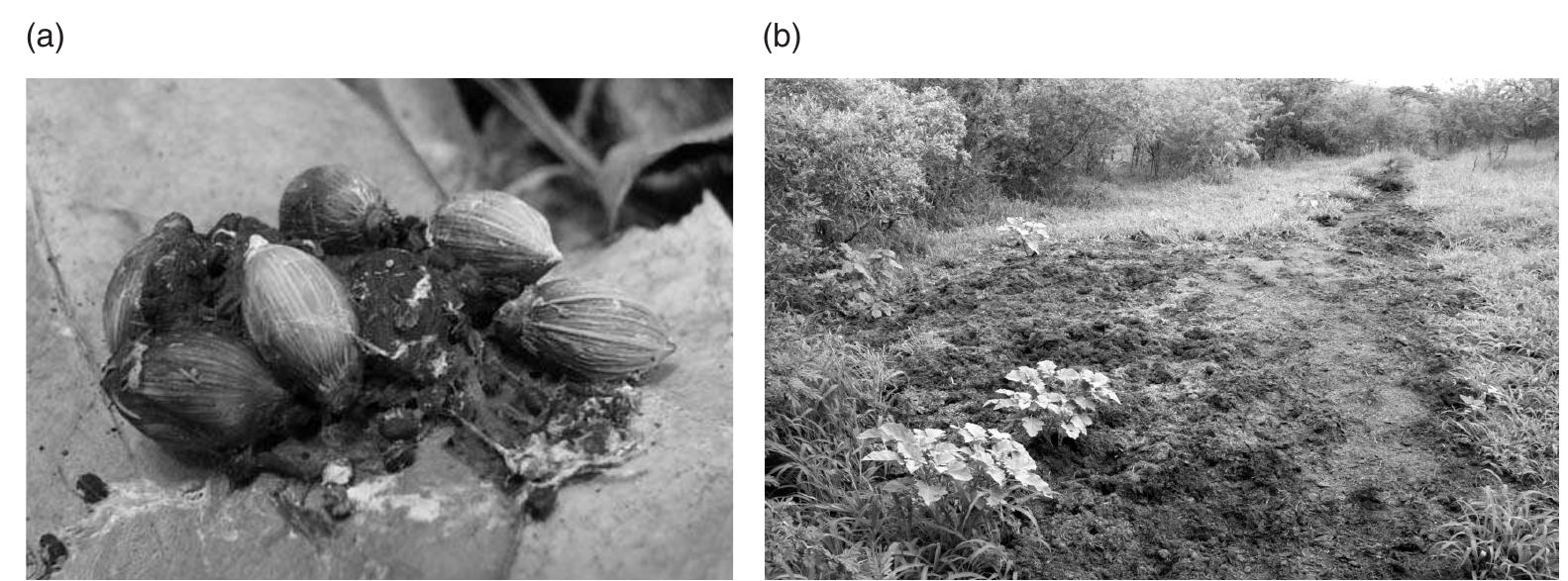 3. faecal clumps vary greatly in size from (a) bird
