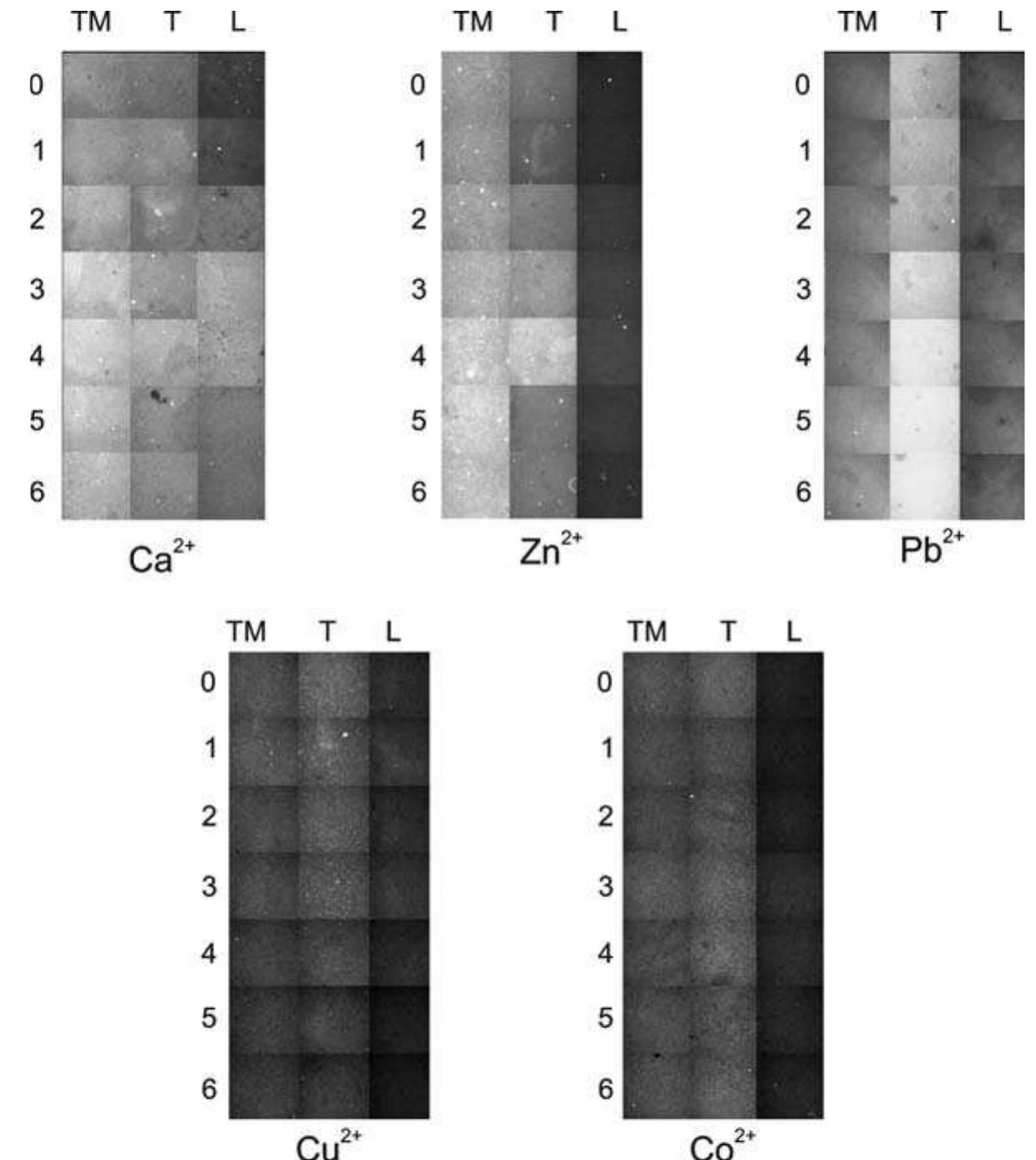 15 fluorescence microscopy images of the mtp wells after