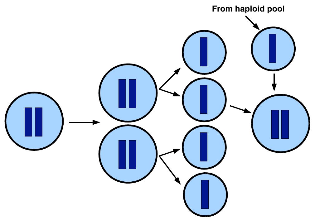 Illustration of the sexual reproduction pathway for the two-