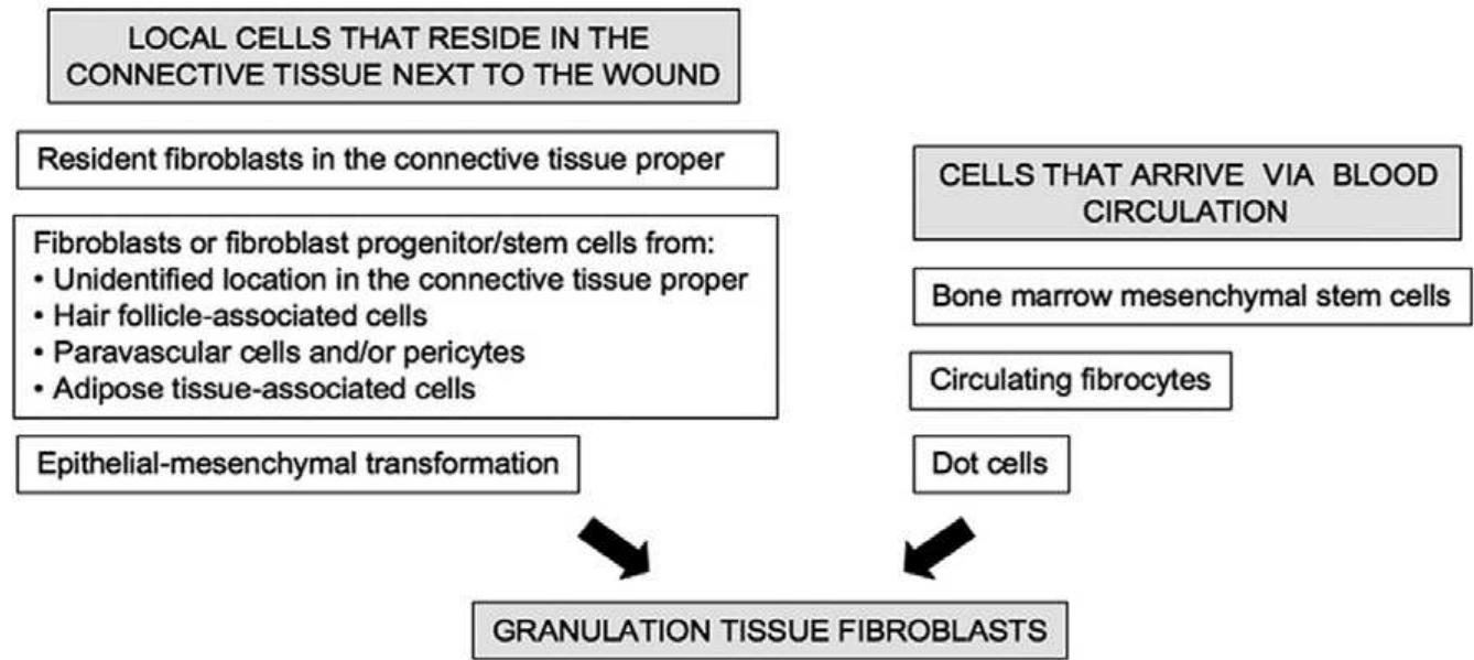 Possible origins of wound granulation tissue fibroblasts.
