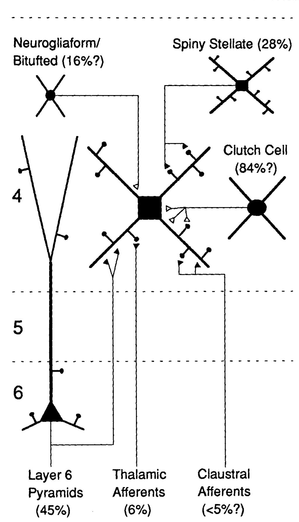 Schematic diagram summarising the connectivity to the