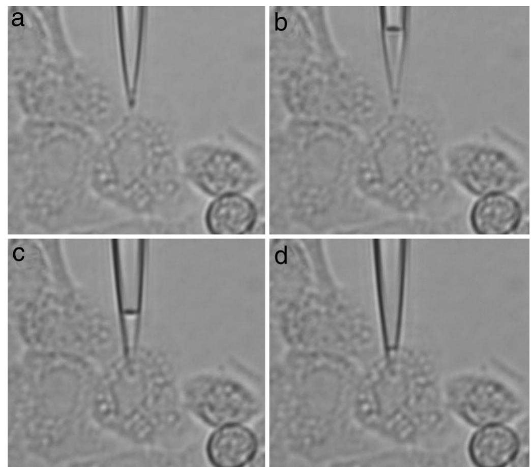 Cell injection using the electrochemical syringe. (a and b)