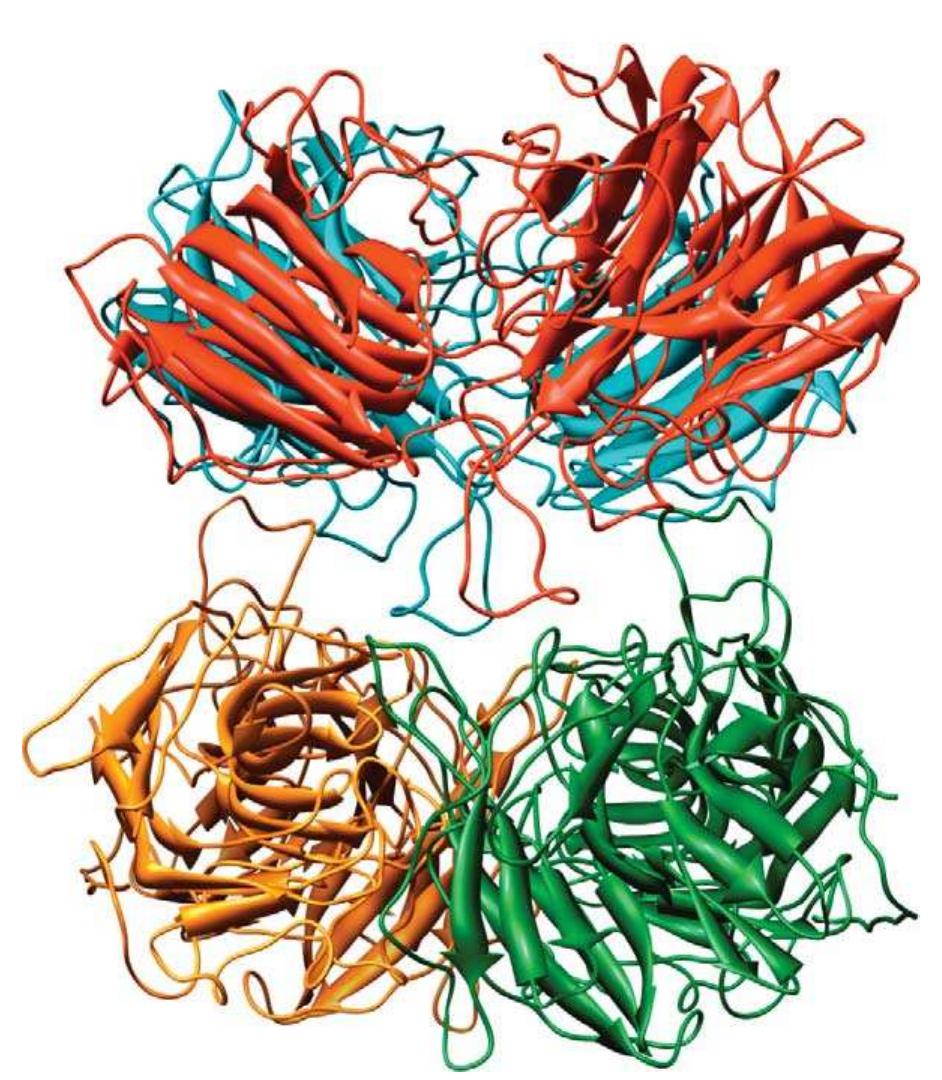 The Tetrameric Structure Of Xynb3 Ribbon Illustration Of