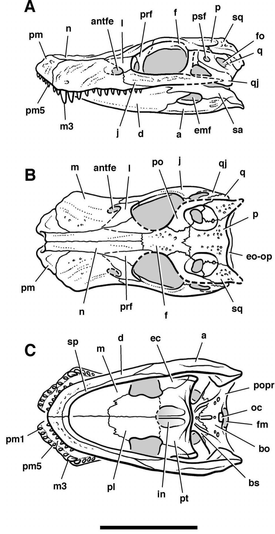 Reconstruction of the skull of anatosuchus minor in (a)