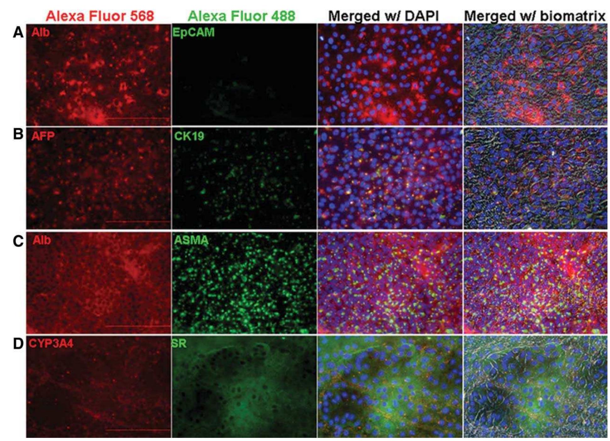 Immunofluorescence staining of cells lineage restricted from