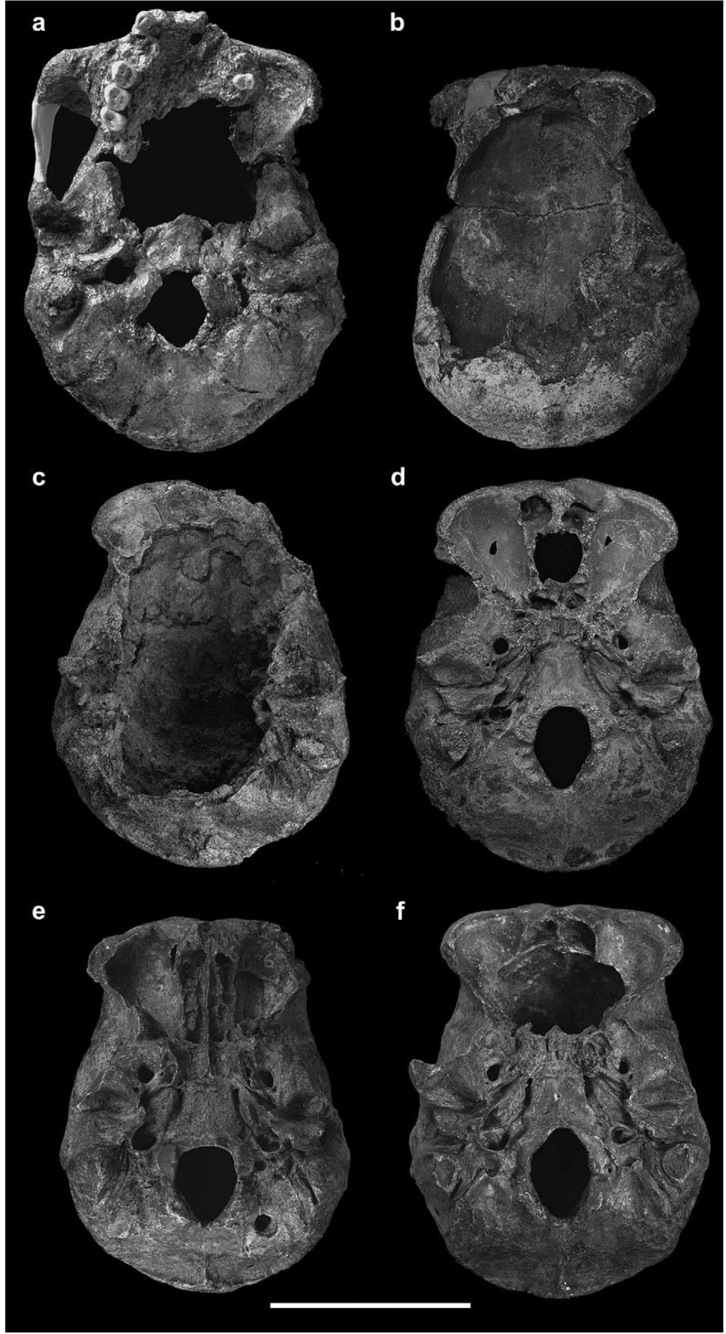 Basal views of s 17 (a), bukuran (b), sm 1 (c), sm 4 (d), ng