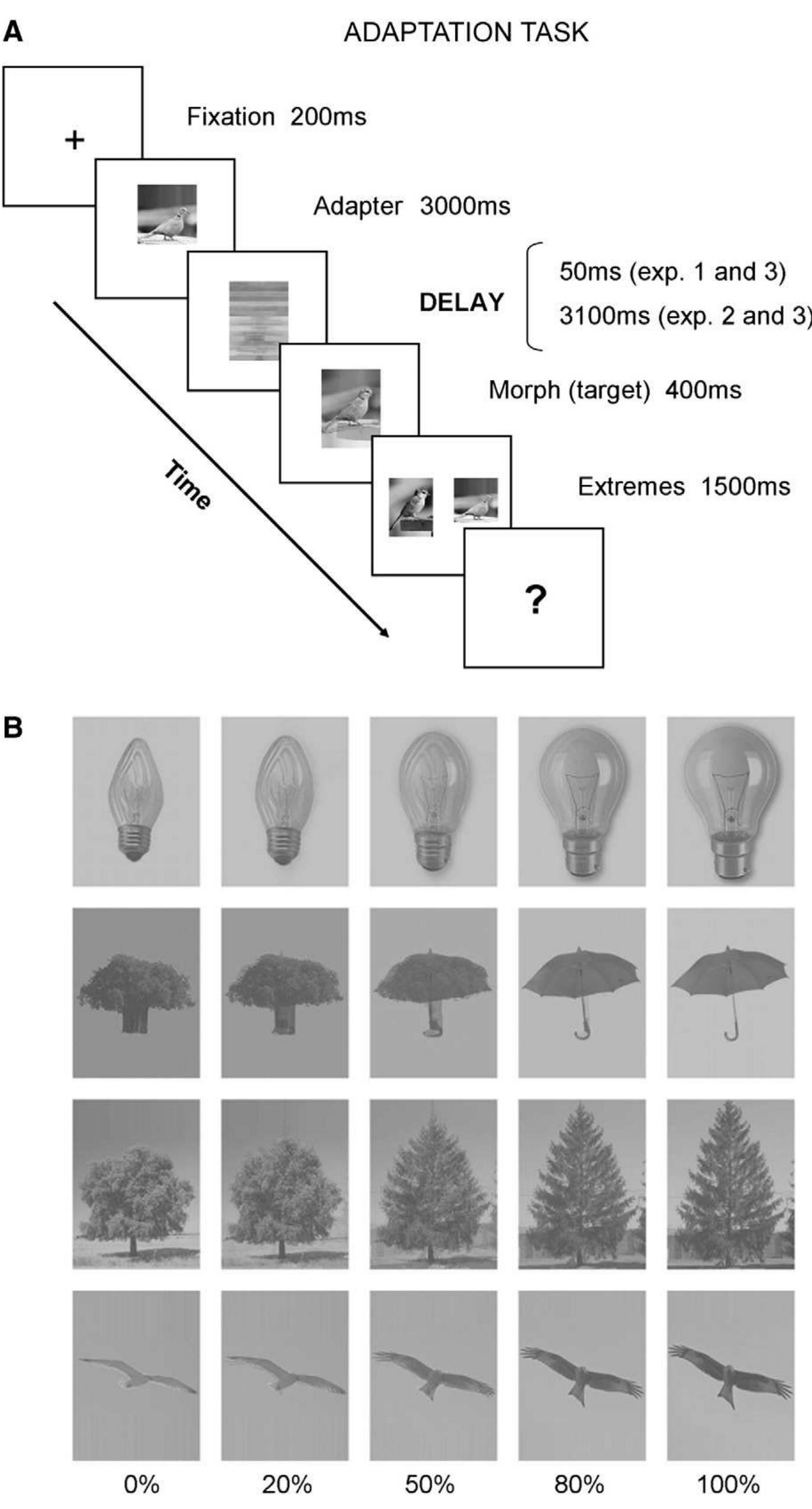 procedure and stimuli. (a) schematic description of the