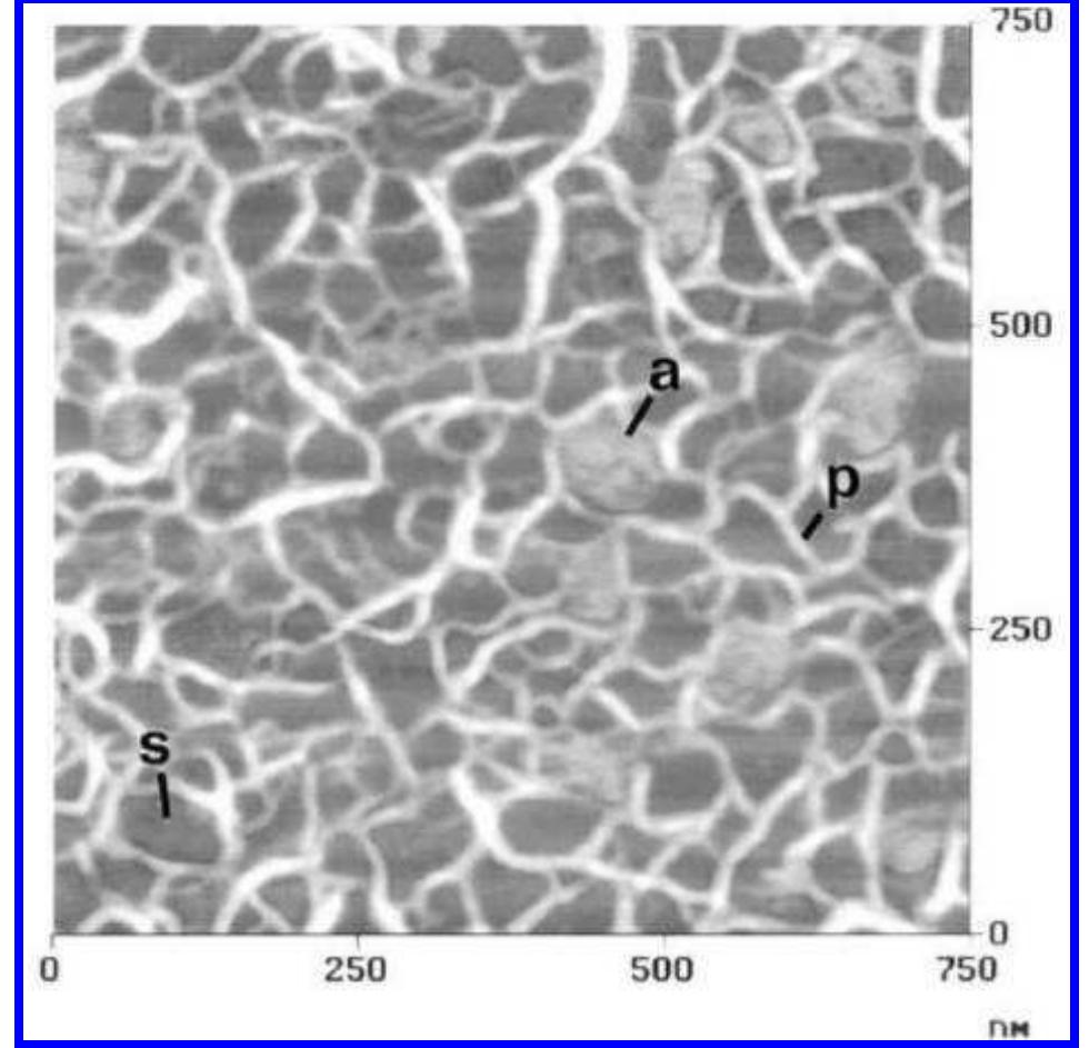 Atomic-force micrograph (afm) showing the physical network