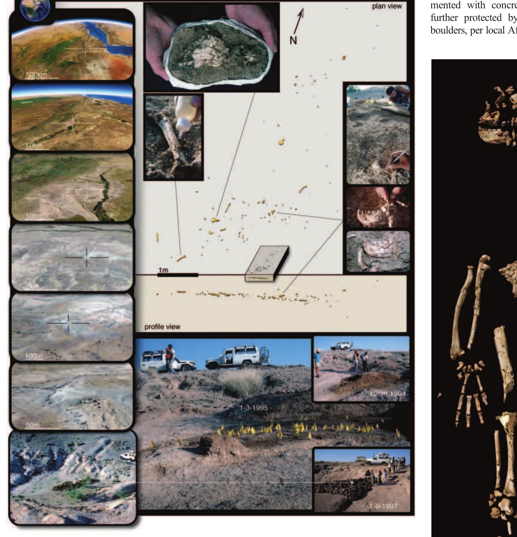 Figure 3 - from Ardipithecus ramidus and the Paleobiology of