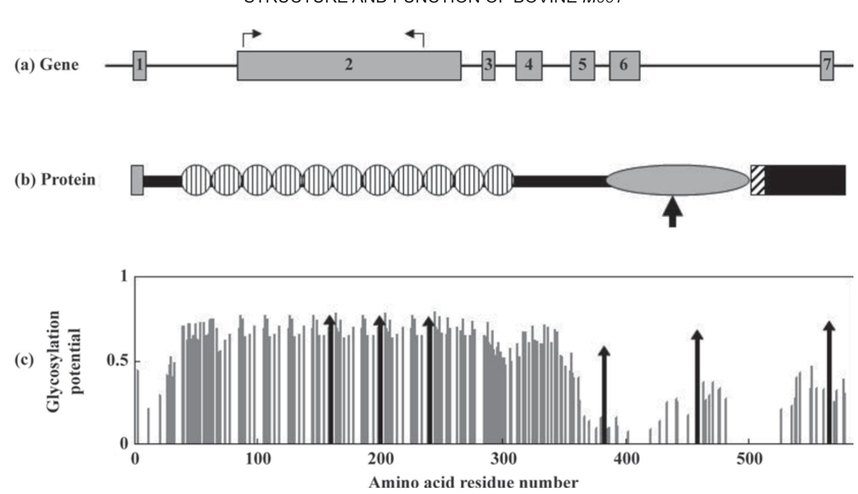 Schematic representation of the organization and protein