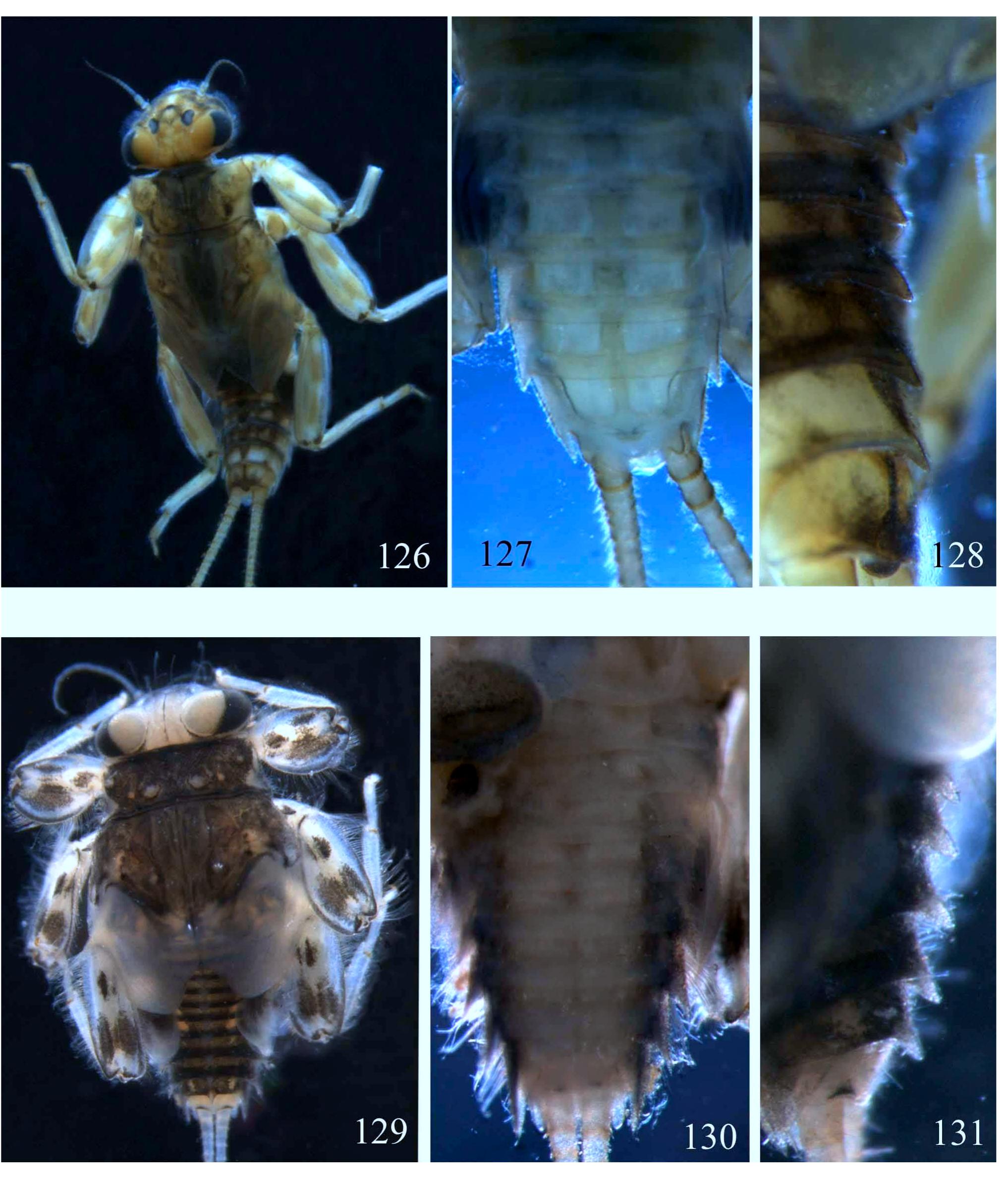 S 126-131. holotypes of teloganodes spp. in dorsal view
