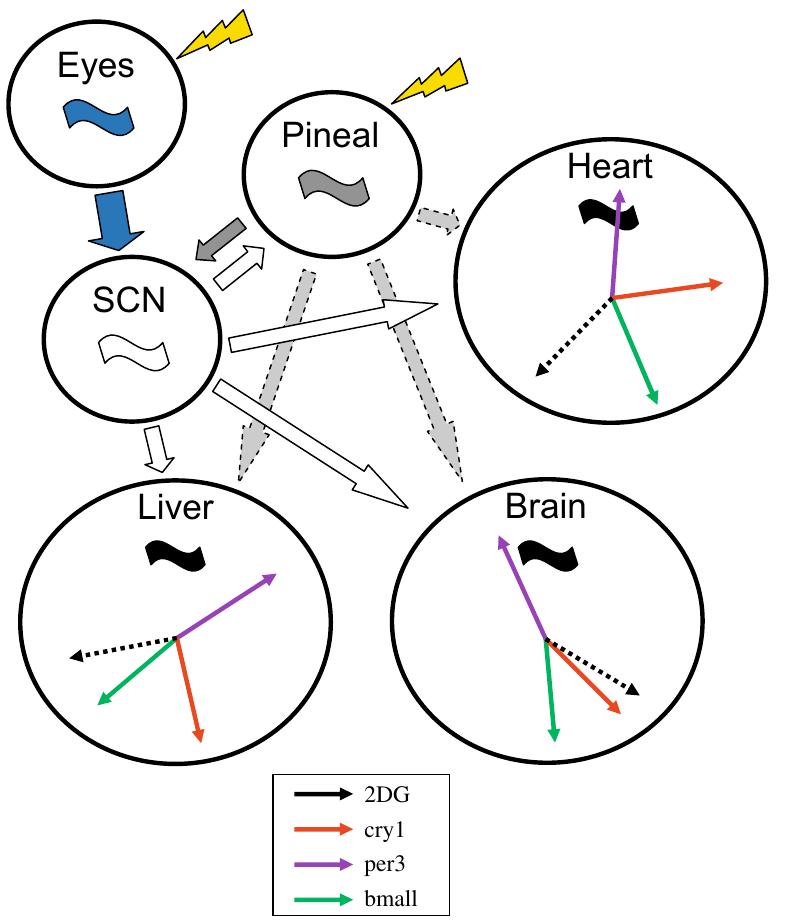 Model of chicken circadian system. pacemakers and slave