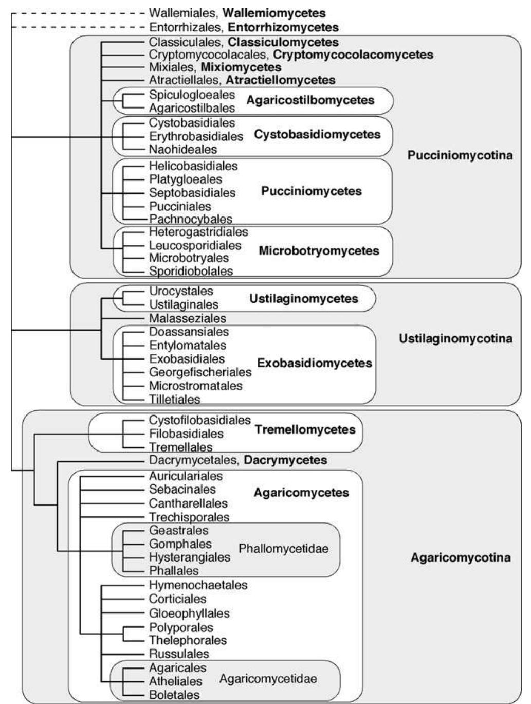 - phylogeny and classification of fungi. basidiomycota. see