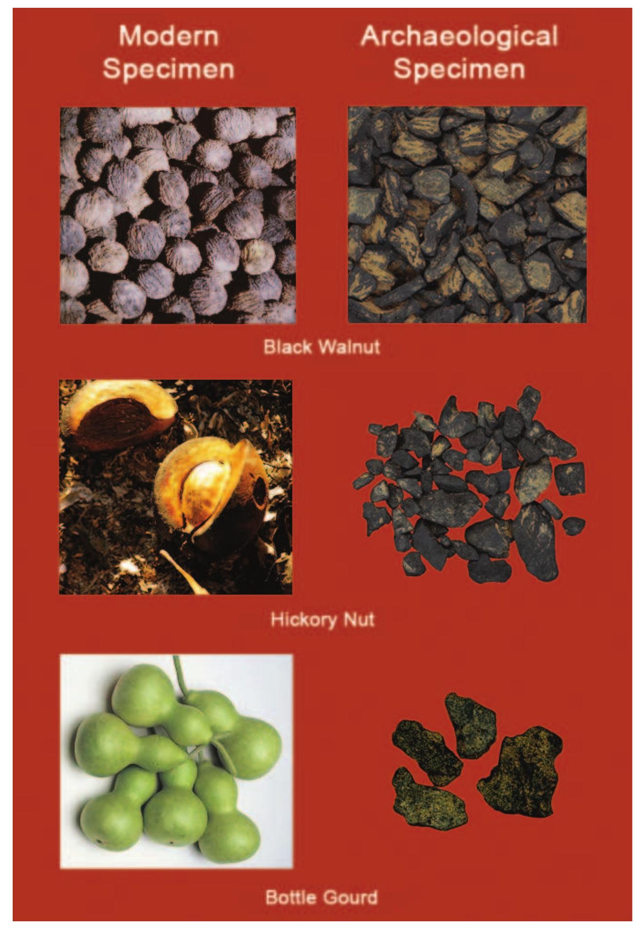 Prehistoric native americans exploited a variety of plants