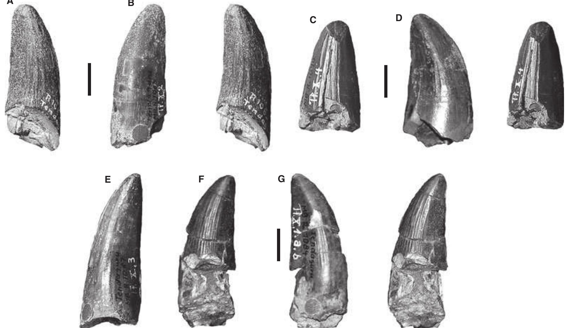 Text-fig. 4. labrosaurus(?) stechowi janensch, 1920. a, b,