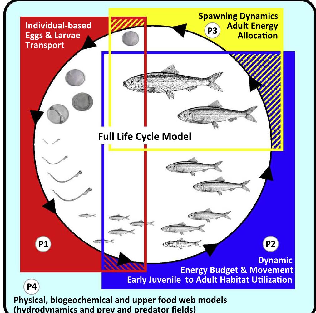 Figure 8 - Life cycle ecophysiology of small pelagic fish