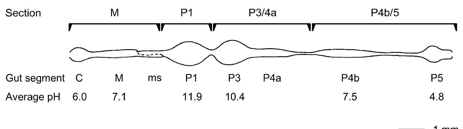 Gut morphology of a typical cubitermes sp. worker termite.
