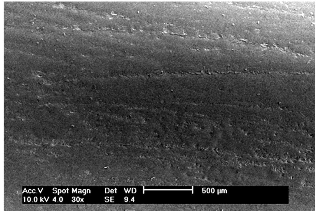 Scanning electron microscopy observation of group external