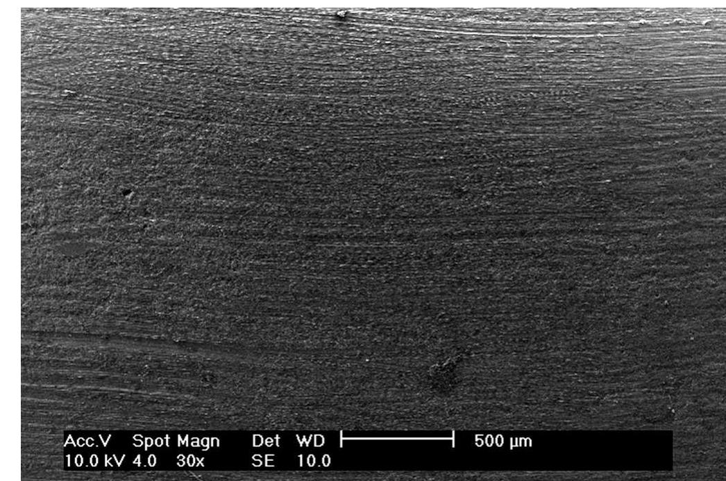 Scanning electron microscopy observation of group external