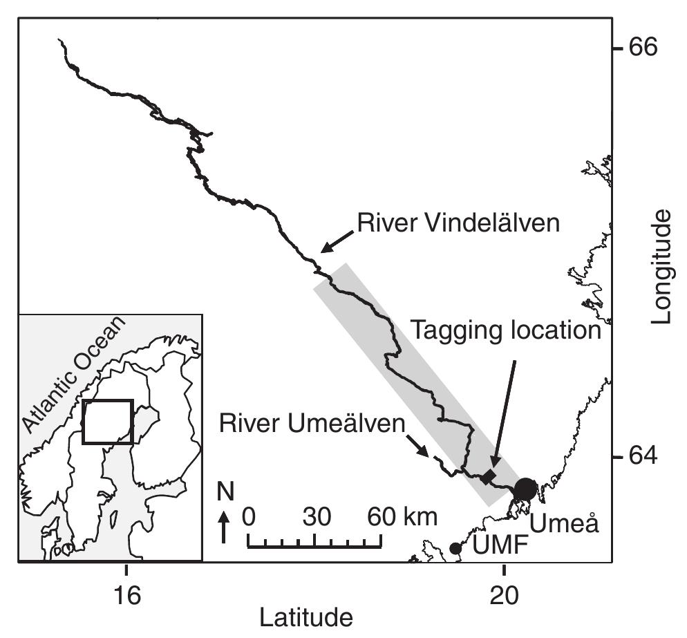 Map of the river vindelalven, the tagging location and umea