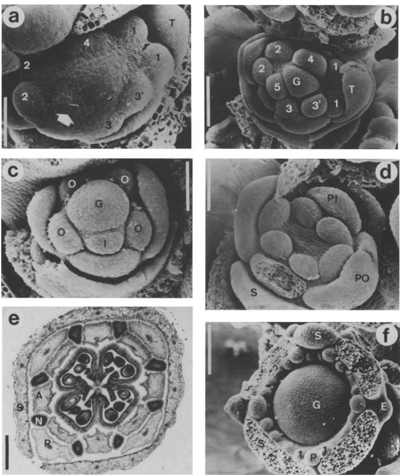 (PDF) Merosity in flowers: Definition, origin, and taxonomic significance