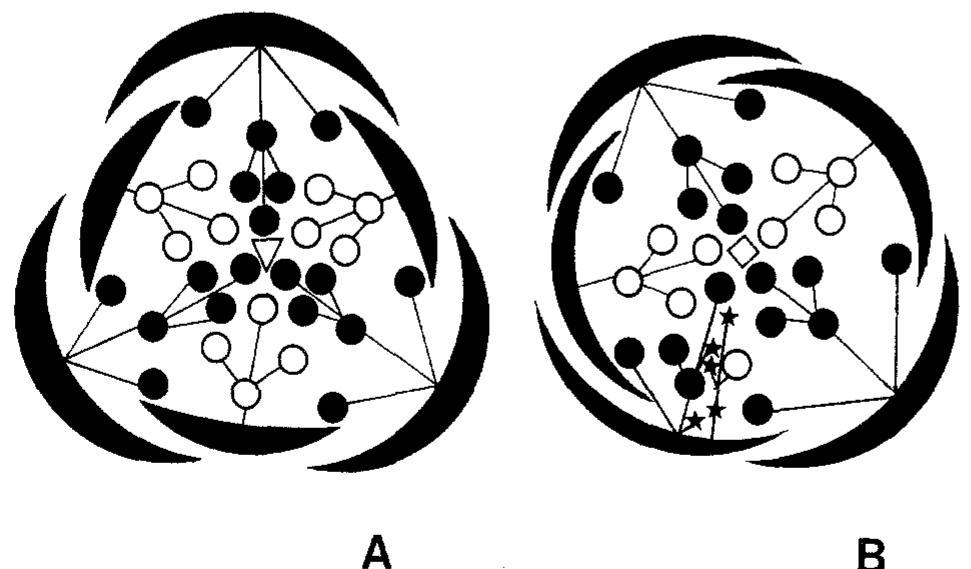 (PDF) Merosity in flowers: Definition, origin, and taxonomic significance
