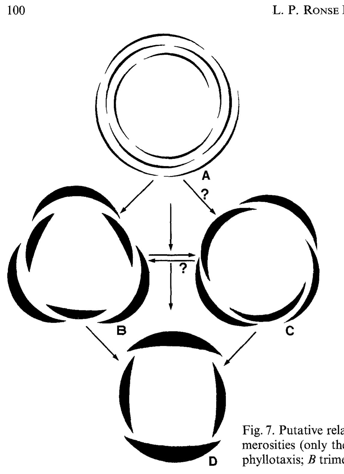 (PDF) Merosity in flowers: Definition, origin, and taxonomic significance