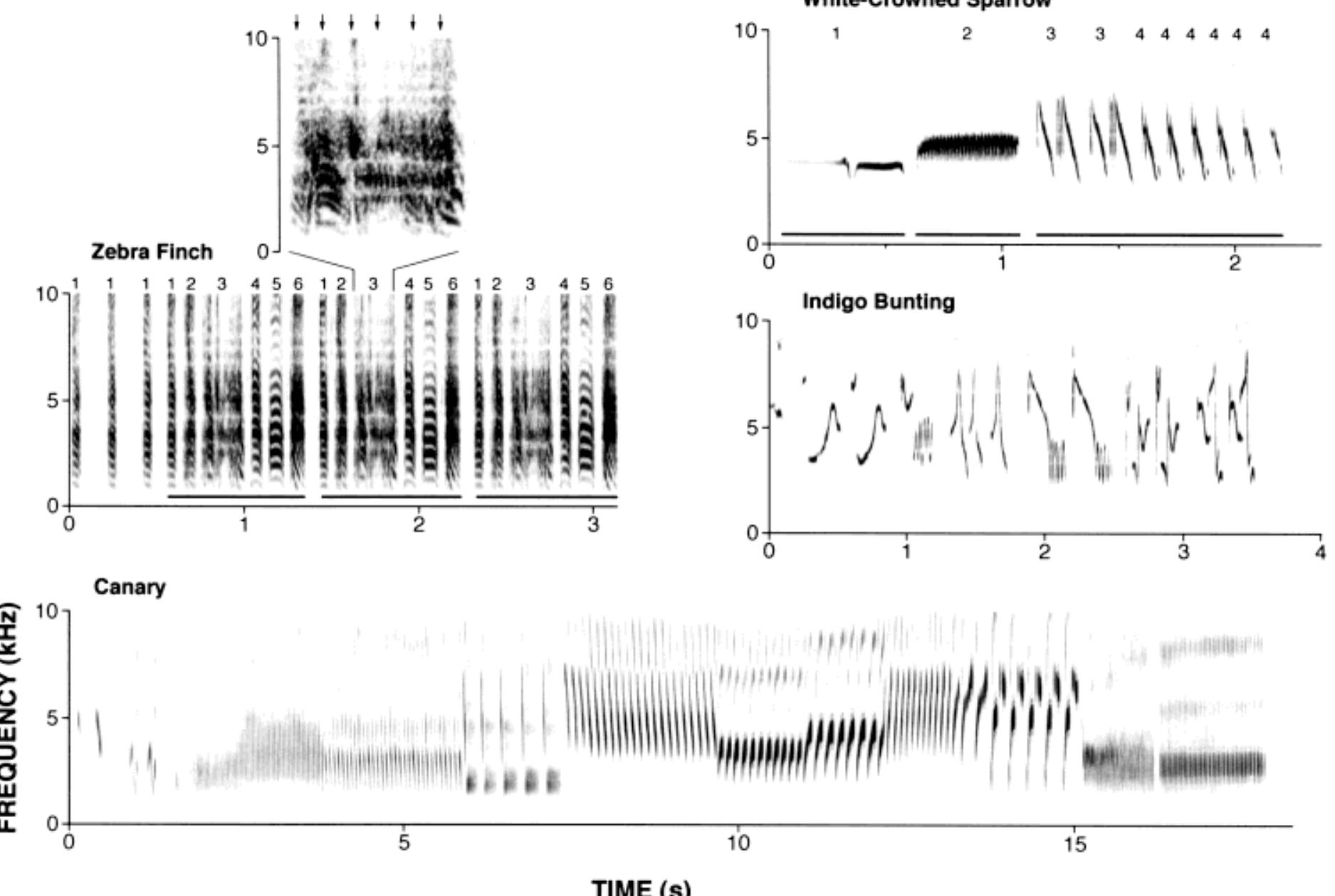 Examples of bird songs from four species. bird songs are