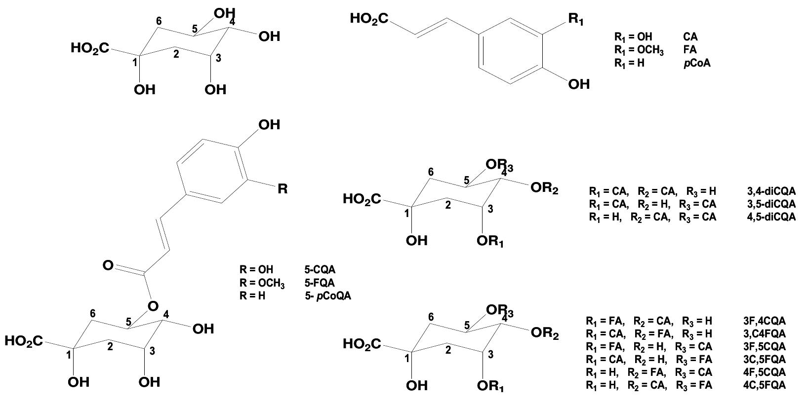 Chemical structure of chlorogenic acid and its derivative.