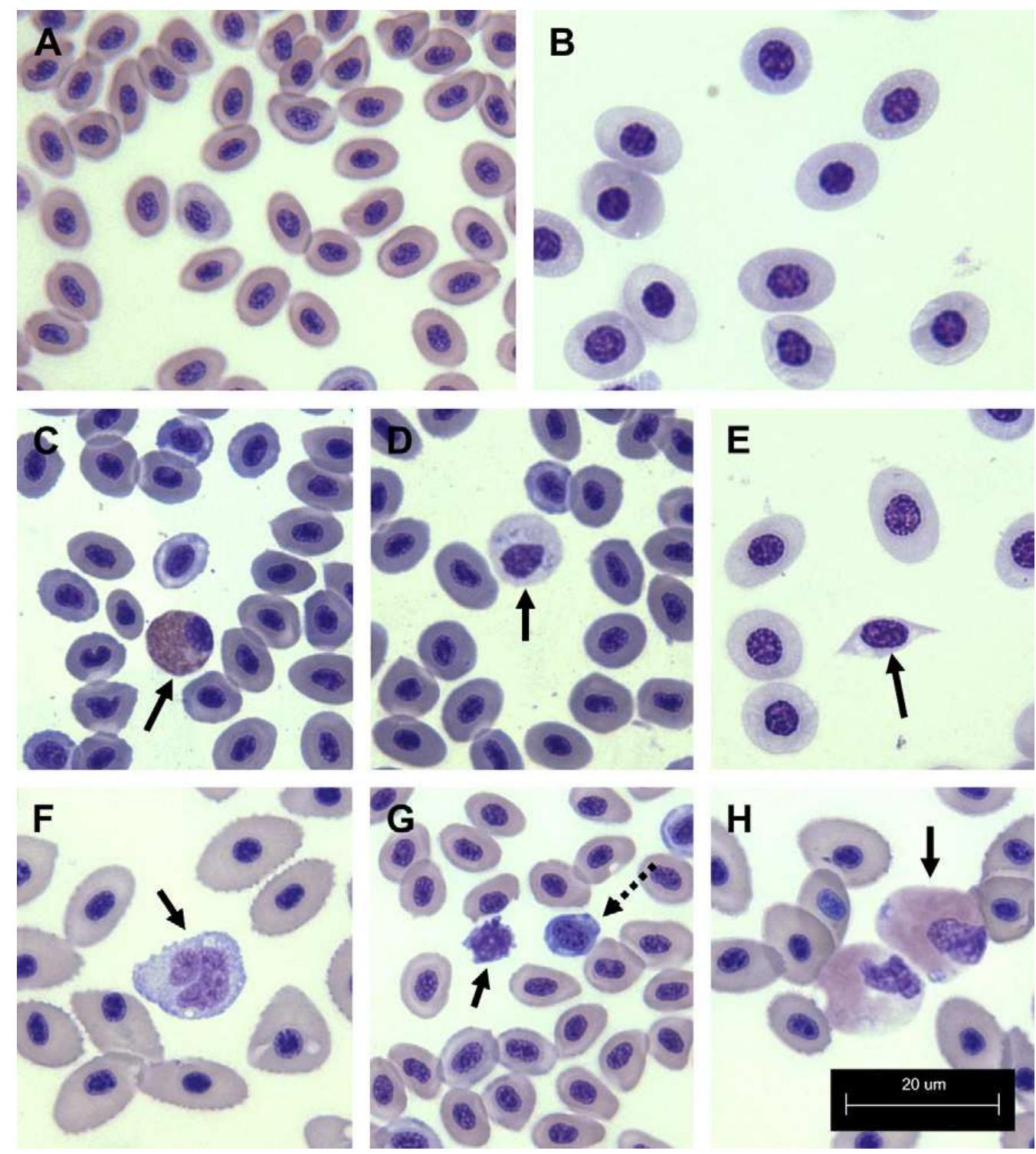 Normal teleost blood cell morphology. (a) mature erythrocyte