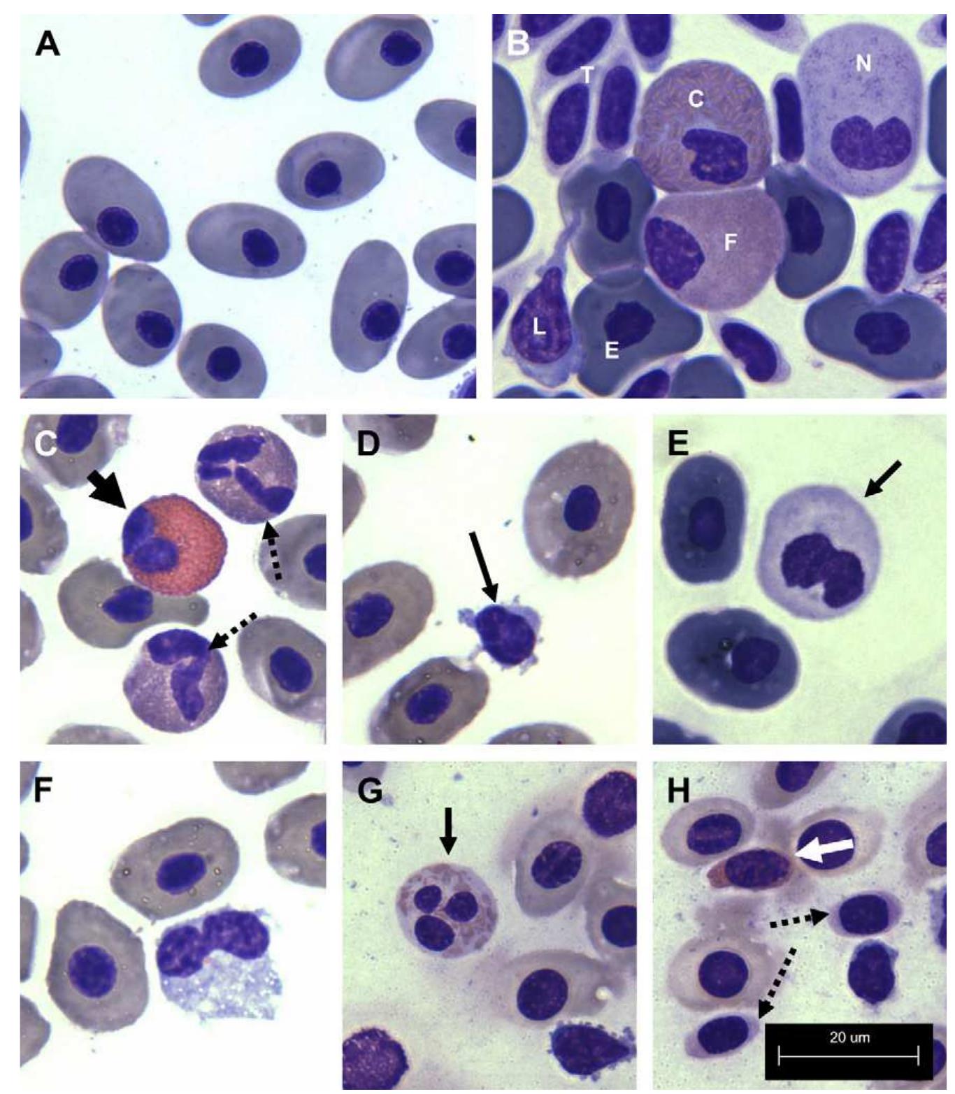 ‘ig. 2. normal elasmobranch blood cell morphology. (a)