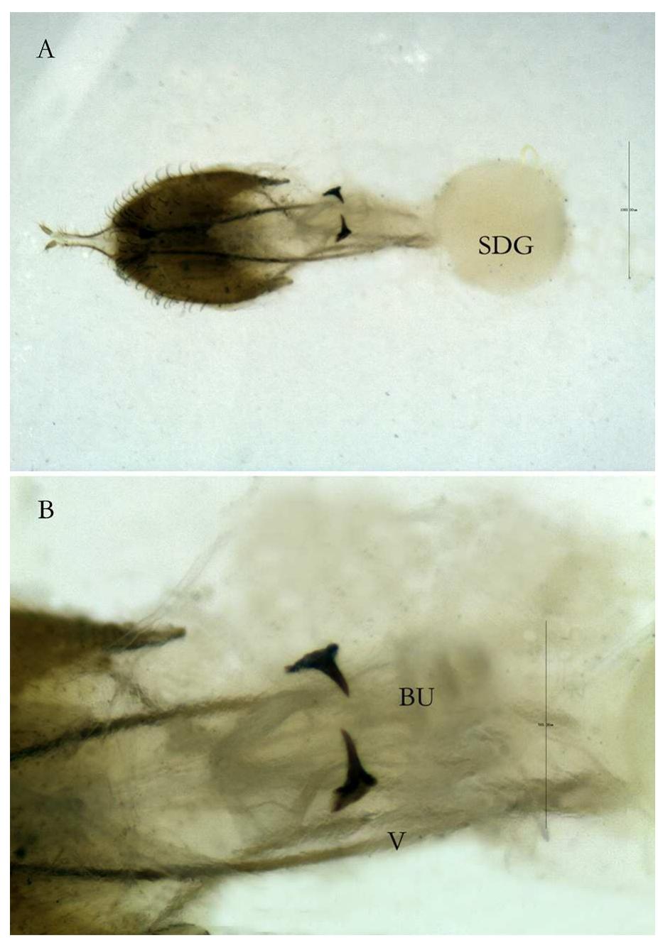 Ab. chinensis female reproductive system and bursa. a dorsal